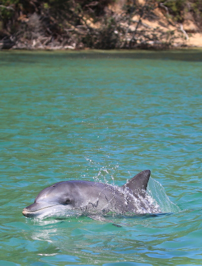 Healthy Waterways-Healthy Dolphins Project - Dolphin Research Australia.Org