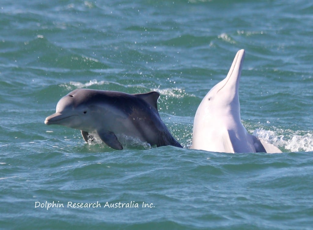 Moreton Bay Dolphin Research Project - Dolphin Research Australia.Org