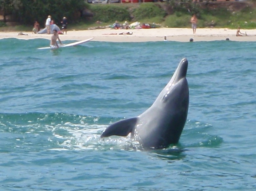 Become A Member Today - Dolphin Research Australia.Org