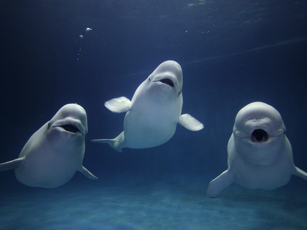 Beluga Mimics Human Sounds - Dolphin Research Australia.Org