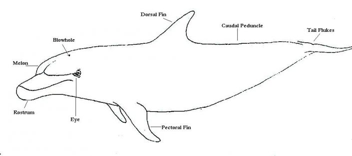 General Biology of Dolphins & Whales - Dolphin Research Australia.Org