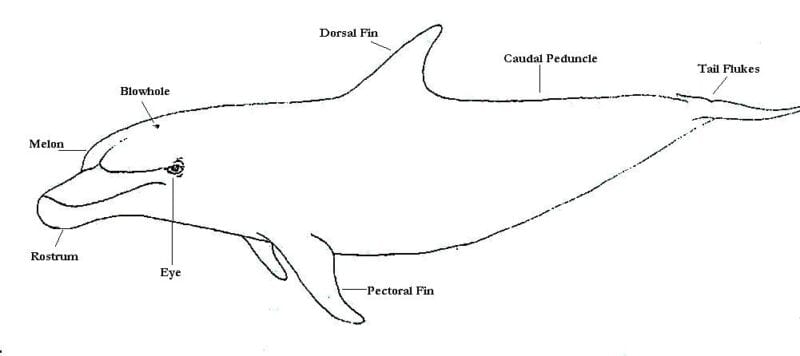 General Biology of Dolphins & Whales - Dolphin Research Australia.Org