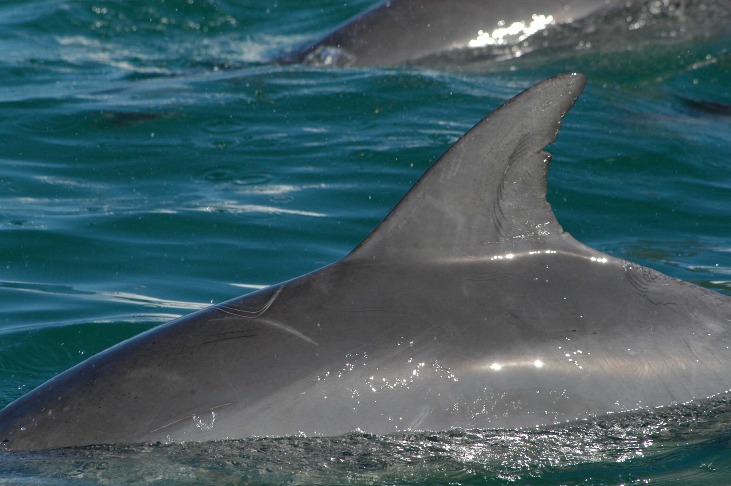 Adopt your own Dolphin! - Dolphin Research Australia.Org