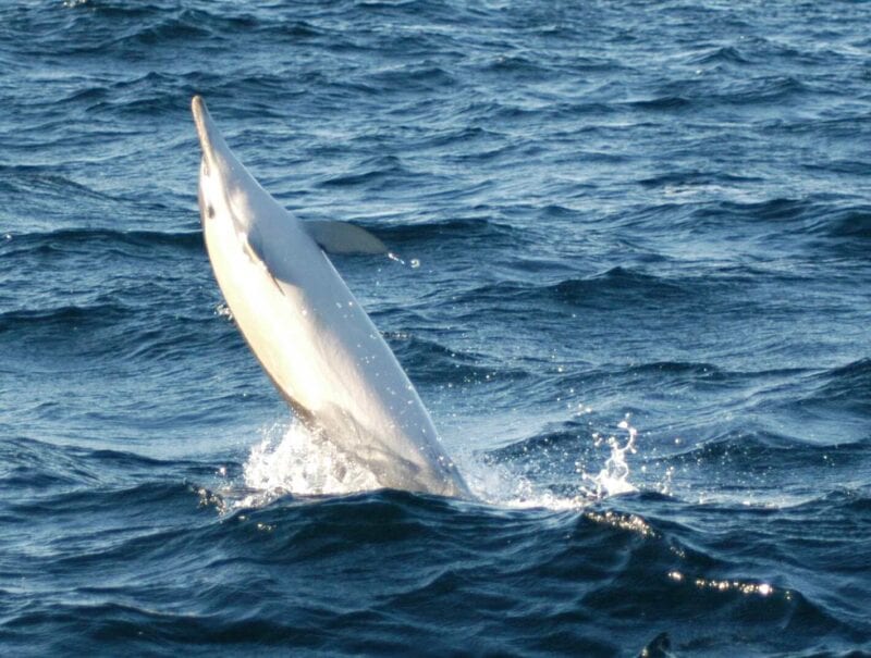 Bottlenose Dolphins - Dolphin Research Australia.Org