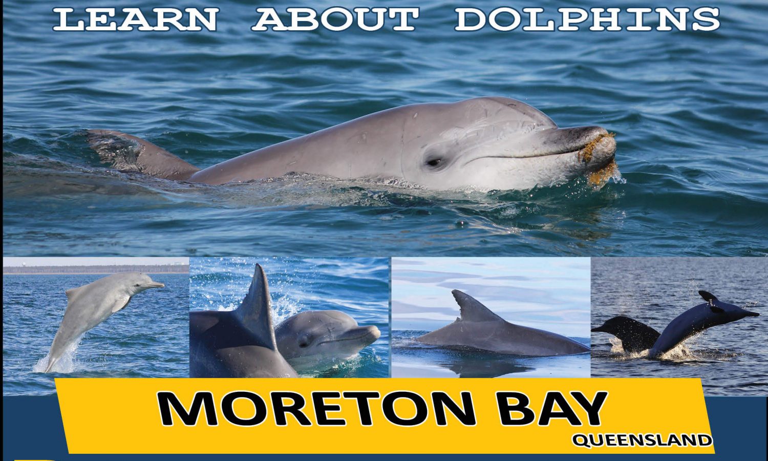 Moreton Bay Dolphin Ecology Workshop - Dolphin Research Australia.Org