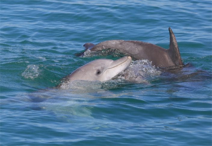 Dolphin Expeditions - Dolphin Research Australia.Org