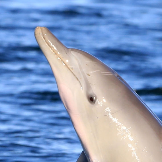 Conservation - Dolphin Research Australia.Org