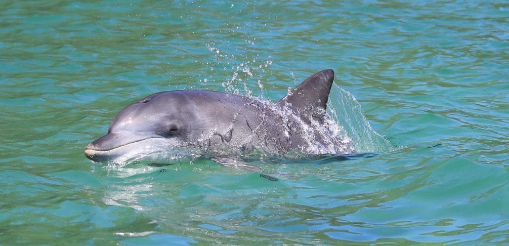 Home - Dolphin Research Australia.Org