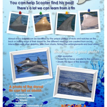 Fun Activities & Downloads - Dolphin Research Australia.Org