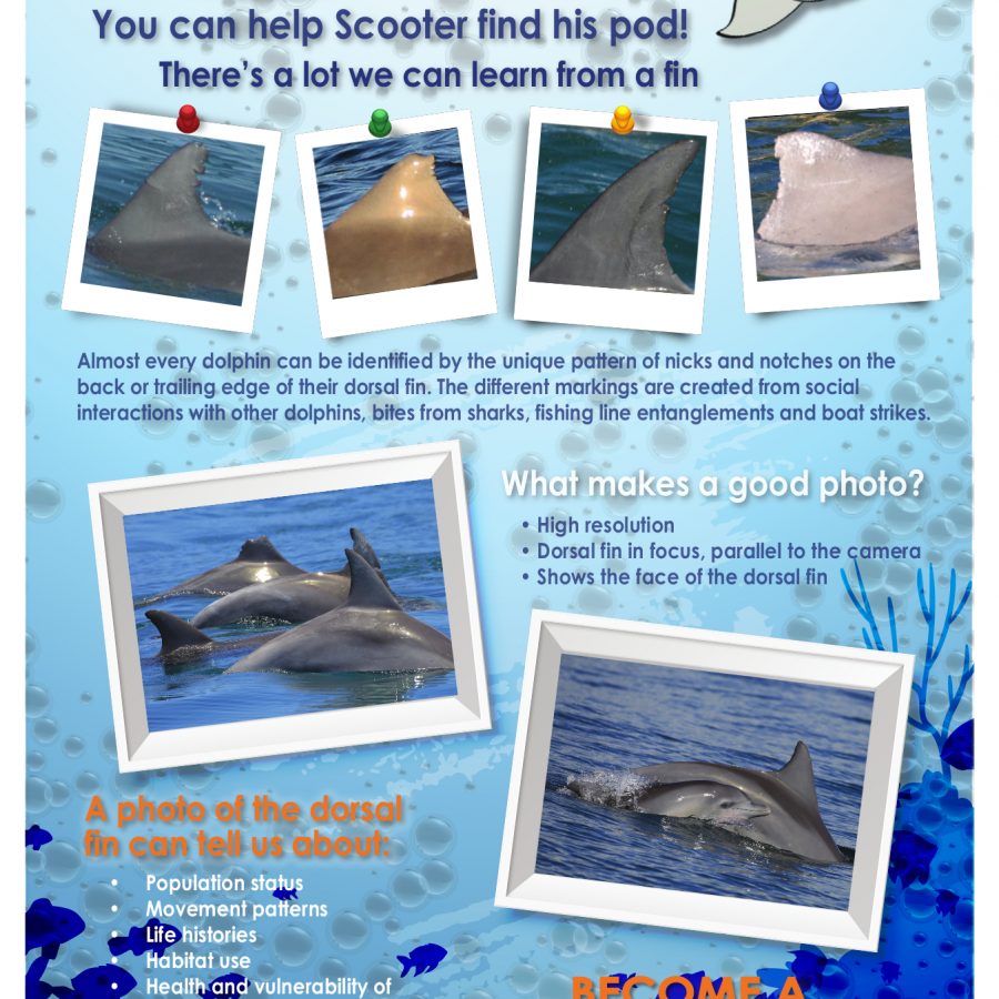 Fun Activities & Downloads - Dolphin Research Australia.Org