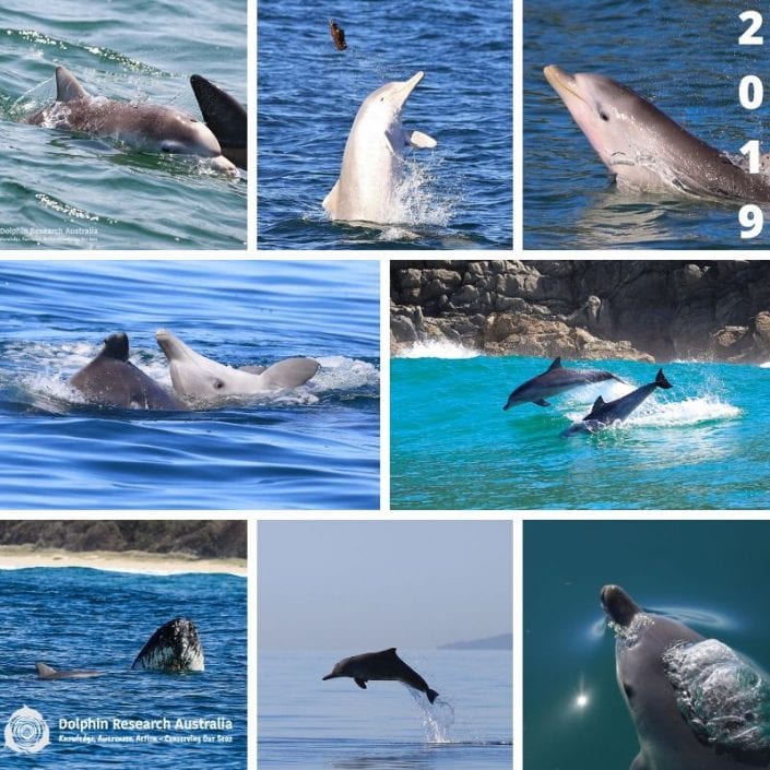Healthy Waterways-Healthy Dolphins 2019 Progress Report - Dolphin Research Australia.Org