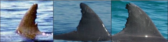 Dolphin Identification & Observation Guide - Dolphin Research Australia.Org