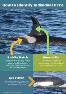 Dolphin Identification & Observation Guide - Dolphin Research Australia.Org
