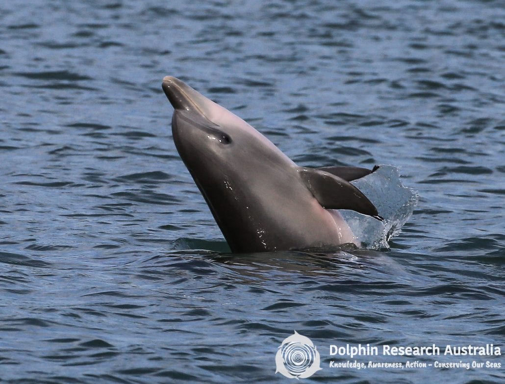 Healthy Waterways-Healthy Dolphins 2019 Progress Report - Dolphin Research Australia.Org