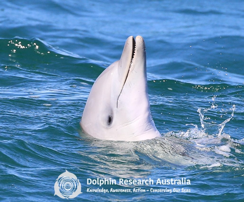 Moreton Bay Dolphin Population - Dolphin Research Australia.Org
