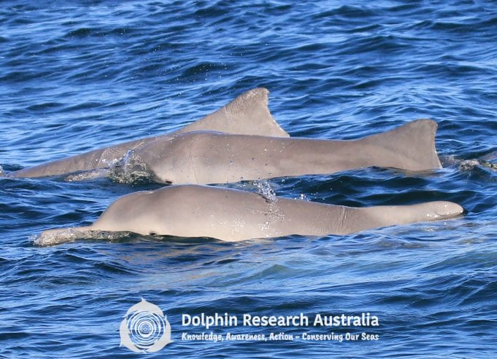 Gold Coast Dolphin Population - Dolphin Research Australia.Org
