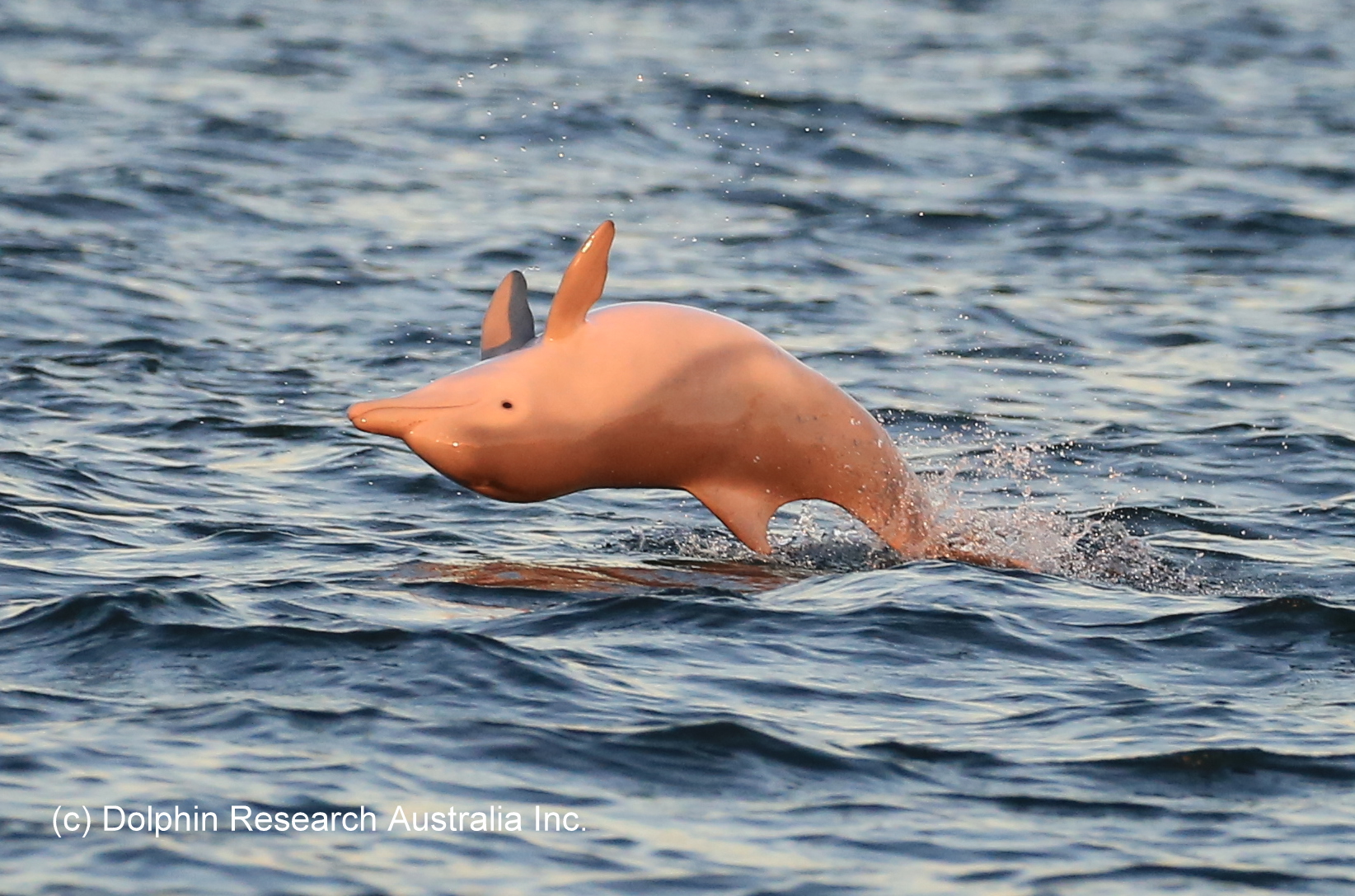 Moreton Bay Dolphin Population - Dolphin Research Australia.Org