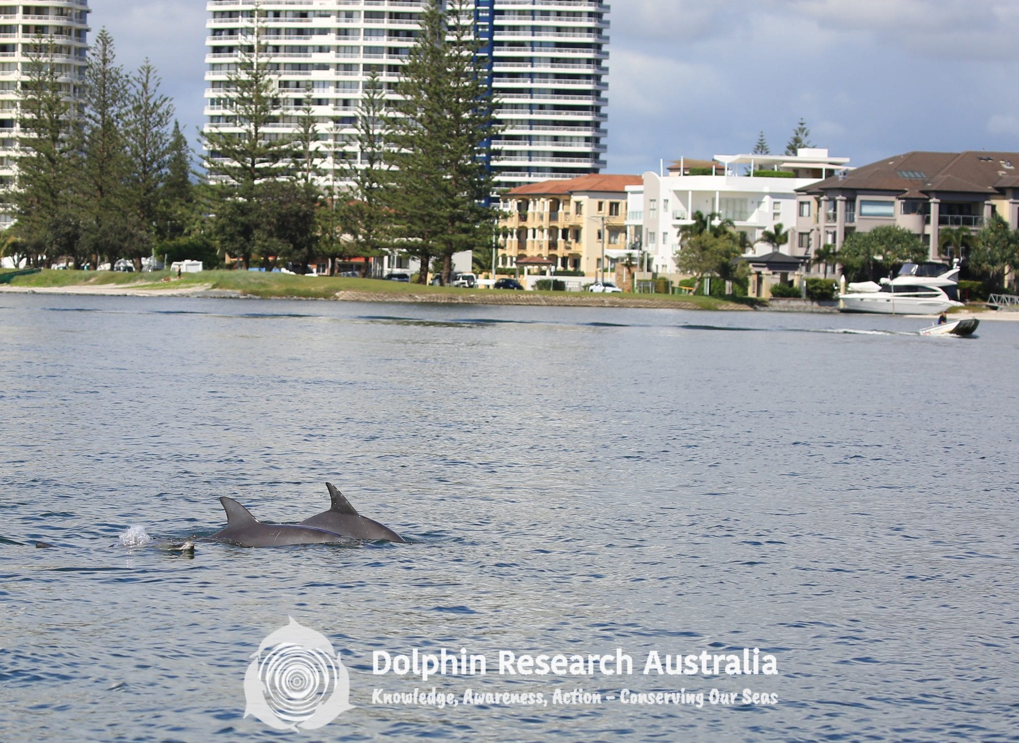 Gold Coast Dolphin Population - Dolphin Research Australia.Org