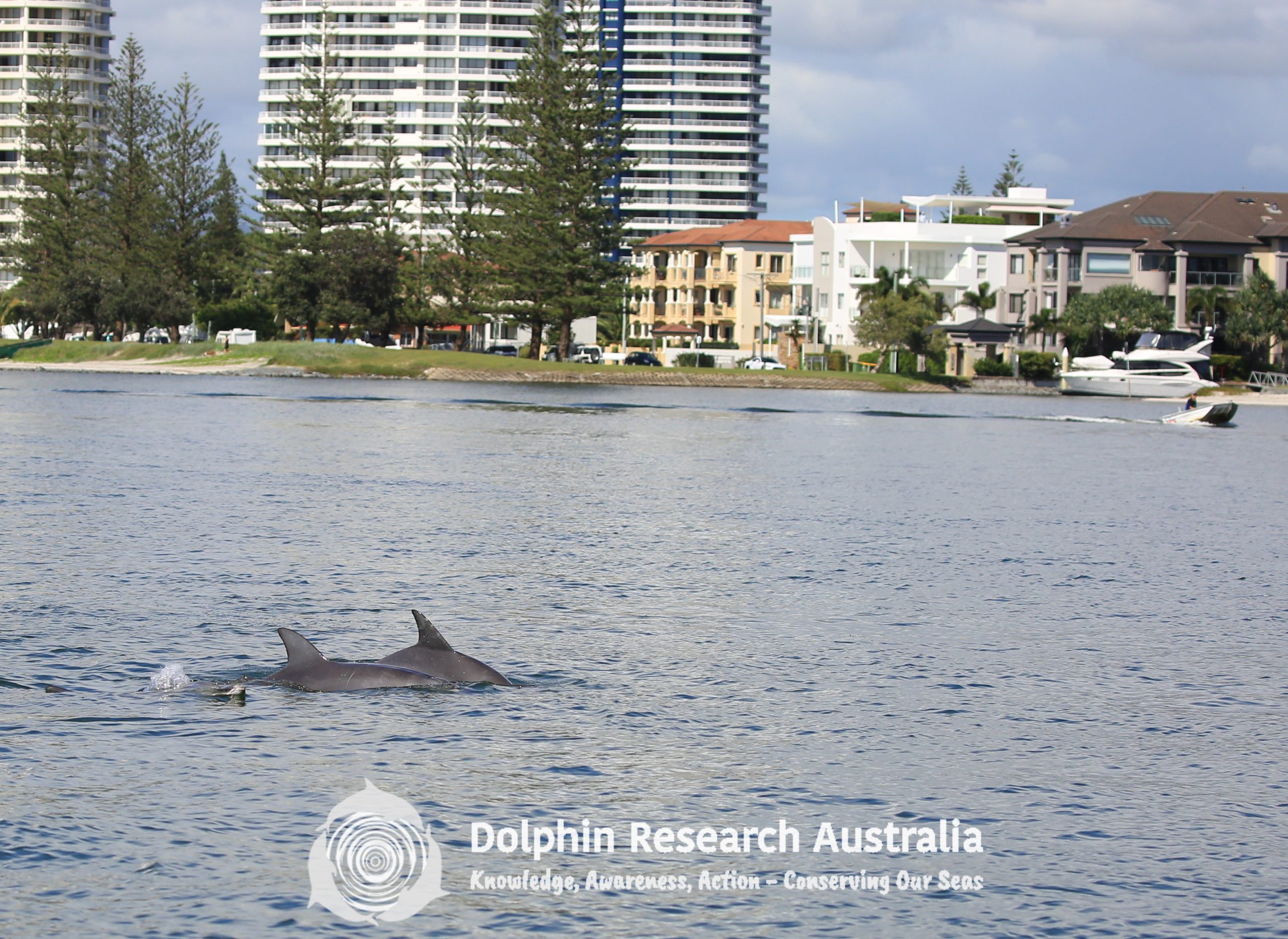 Gold Coast Dolphin Population - Dolphin Research Australia.Org