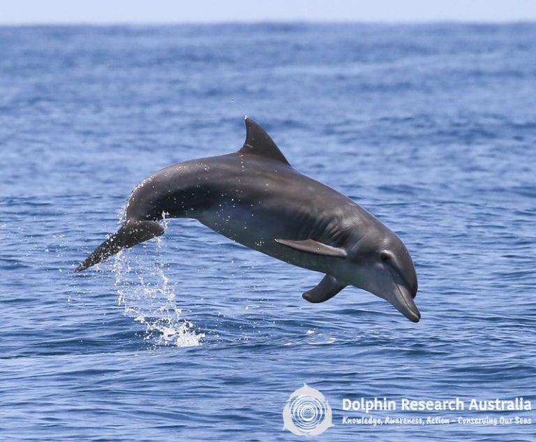 Byron Bay Dolphin Population - Dolphin Research Australia.Org