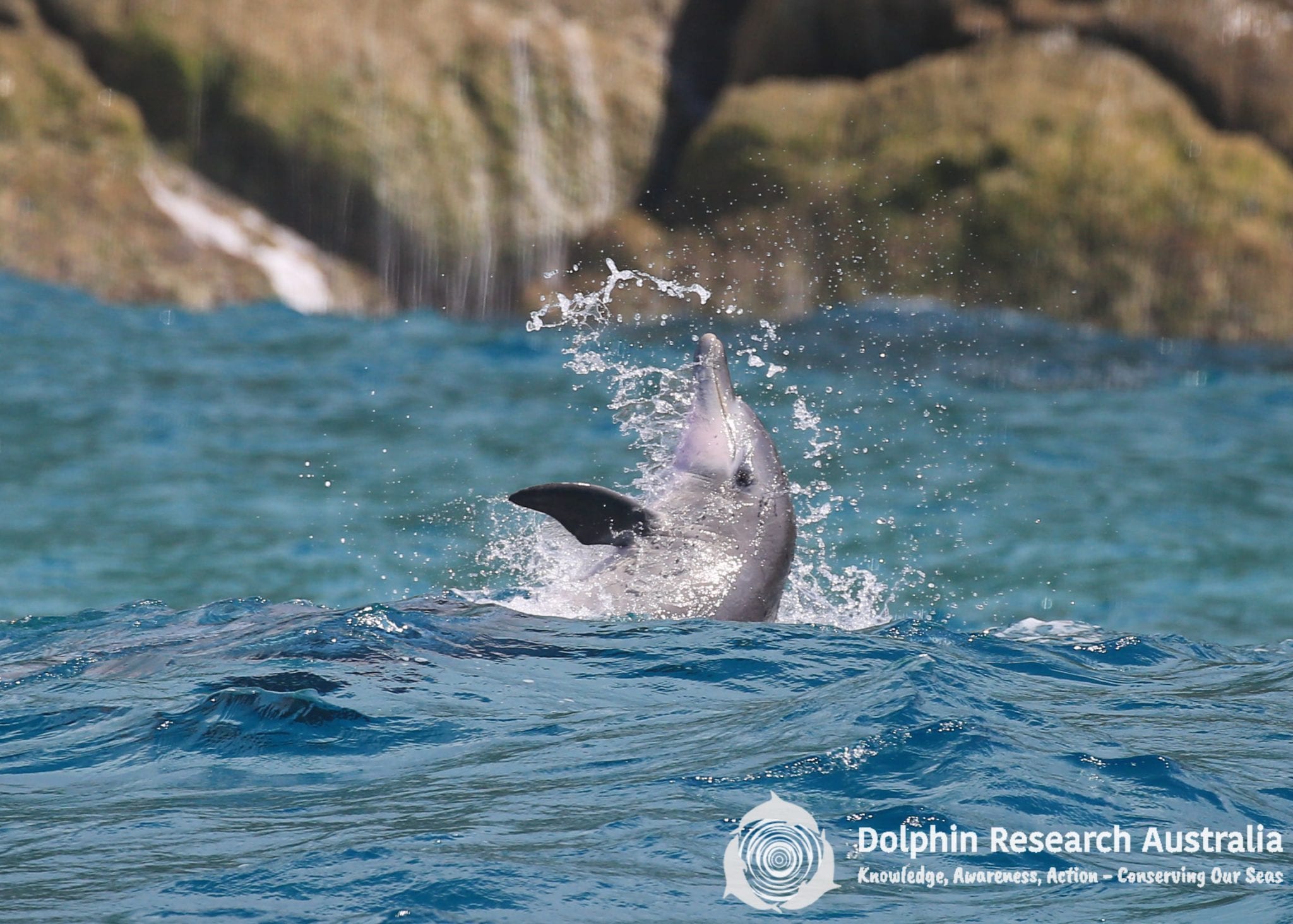 Byron Bay Dolphin Research Project Update Autumn 2020 - Dolphin Research Australia.Org