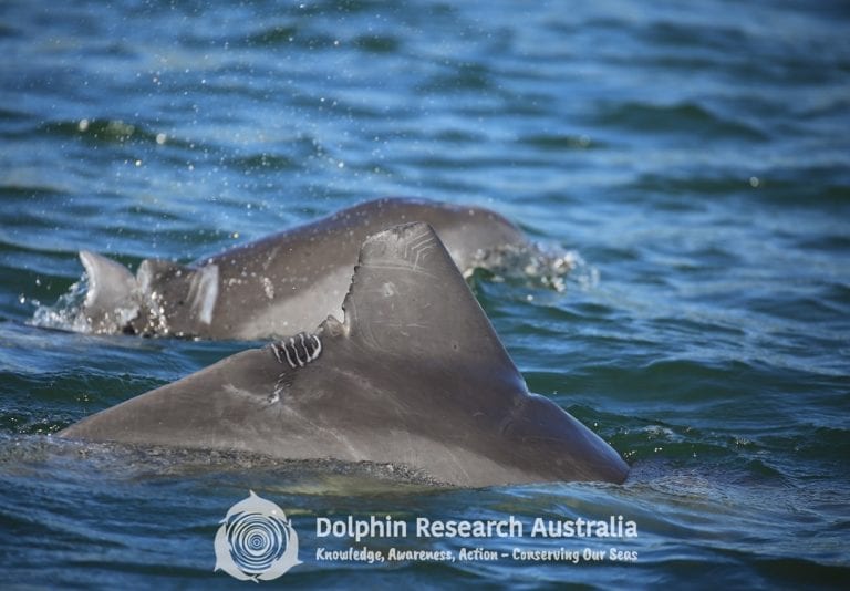 Threats to Dolphins & Whales - Dolphin Research Australia.Org