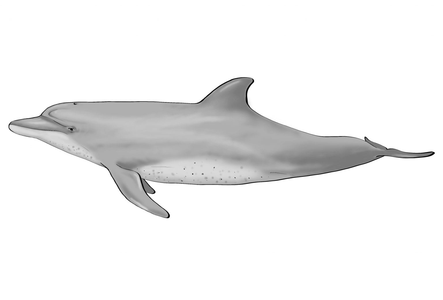 Common Dolphins - Dolphin Research Australia.Org