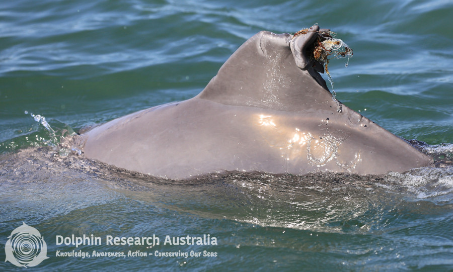 Moreton Bay Dolphin Population - Dolphin Research Australia.Org