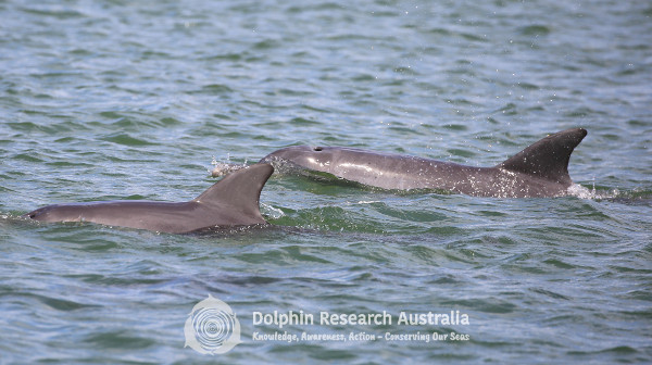 Healthy Waterways-Healthy Dolphins Autumn Project Update 2020 - Dolphin Research Australia.Org
