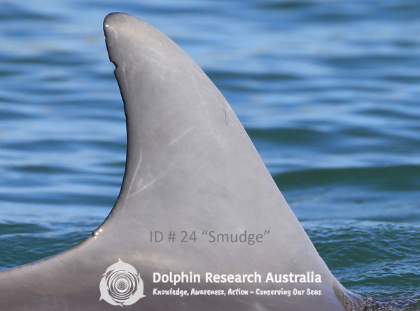Healthy Waterways-Healthy Dolphins Autumn Project Update 2020 - Dolphin Research Australia.Org