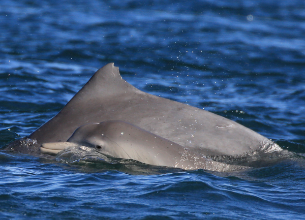 Moreton Bay Dolphin Research Project Update Autumn 2020 - Dolphin Research Australia.Org