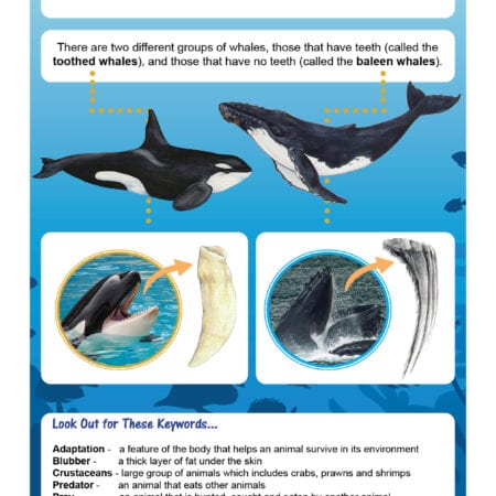 Fun Activities & Downloads - Dolphin Research Australia.Org
