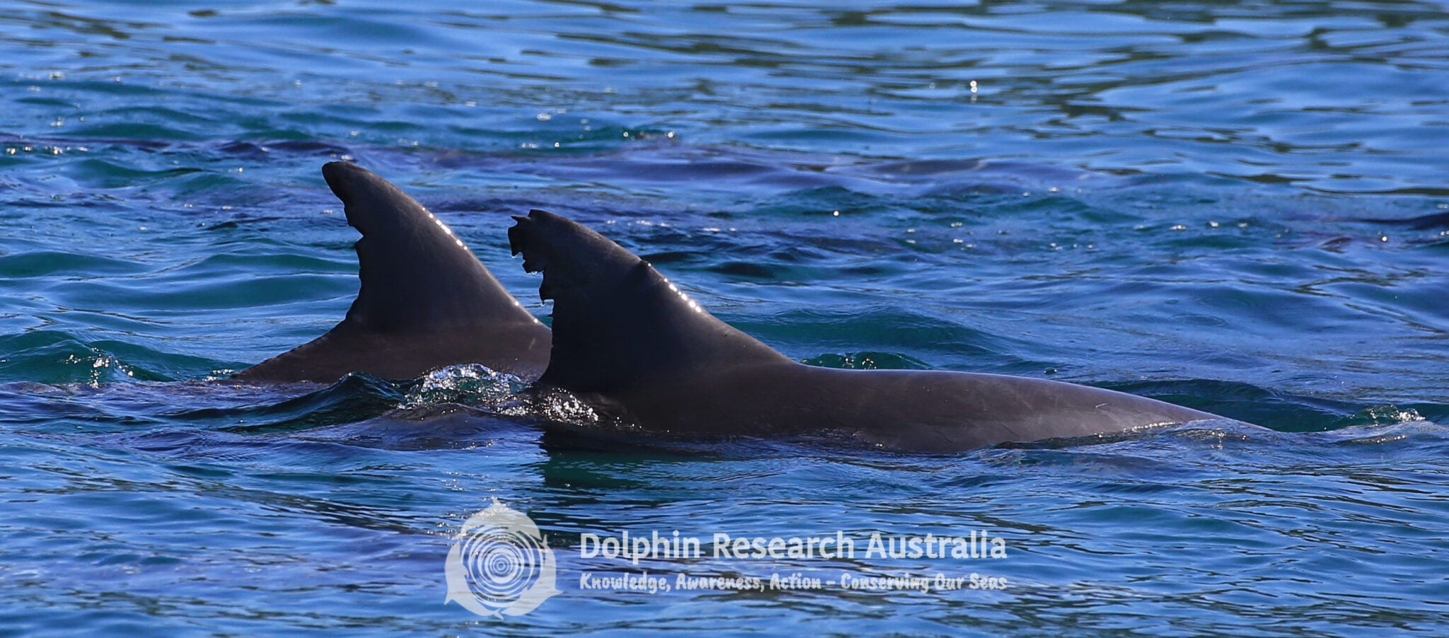Dolphin Research Project Updates Winter 2020 - Dolphin Research ...