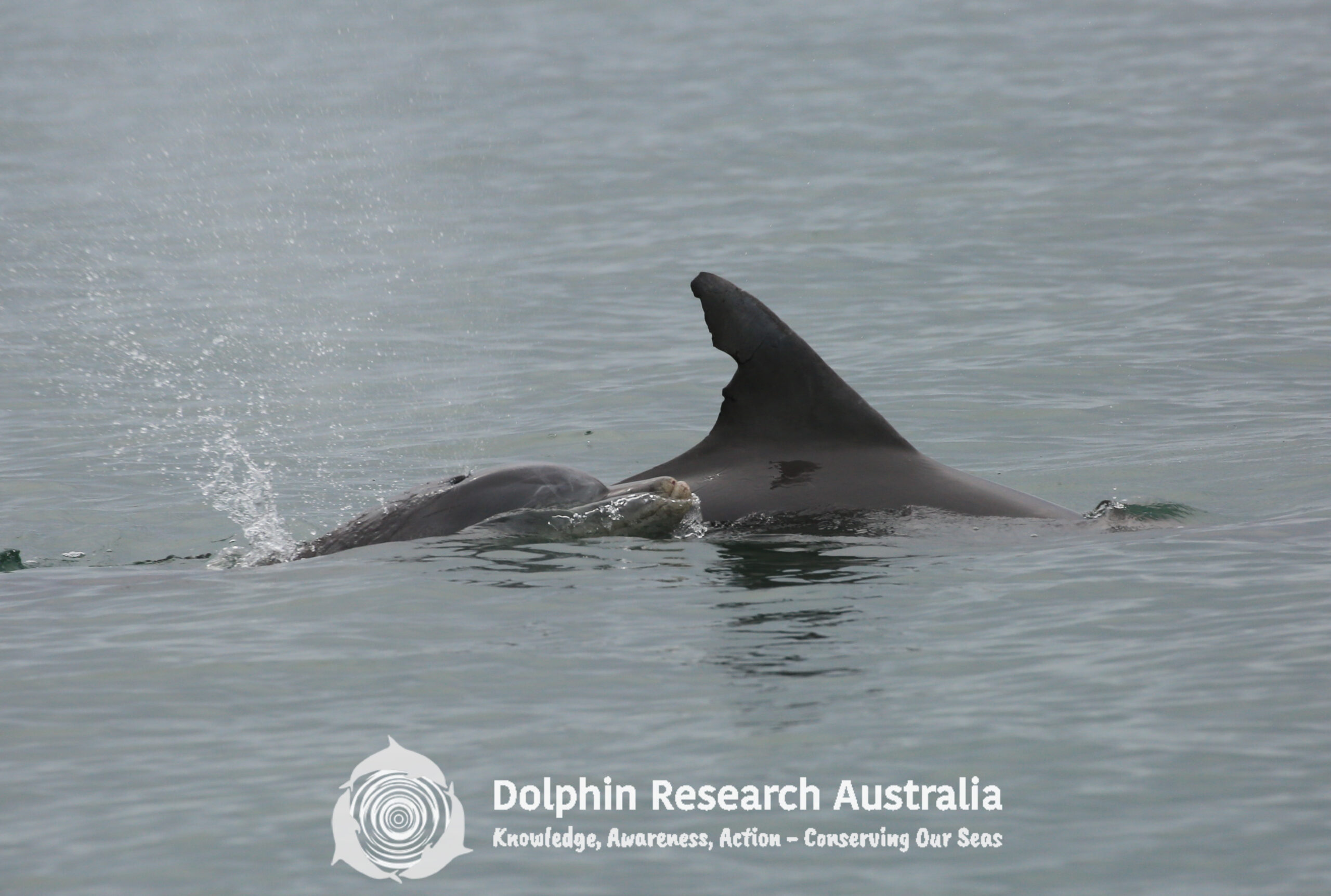 Dolphin Research Project Updates Winter 2020 - Dolphin Research ...