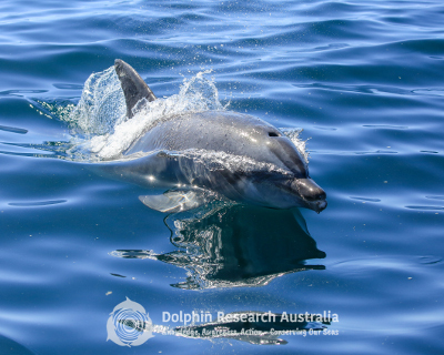 Dolphin Research Project Updates Spring 2020 - Dolphin Research ...