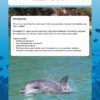 Fun Activities & Downloads - Dolphin Research Australia.Org