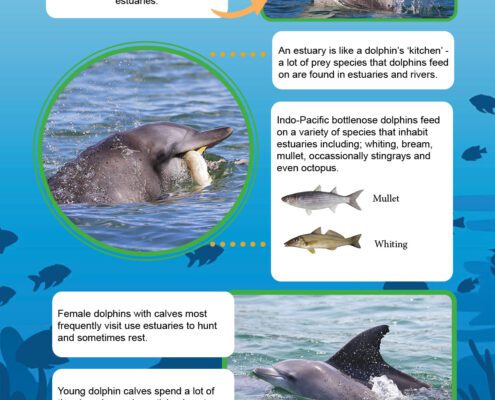 Healthy Waterways Healthy Dolphins School Activity - Dolphin Research Australia.Org