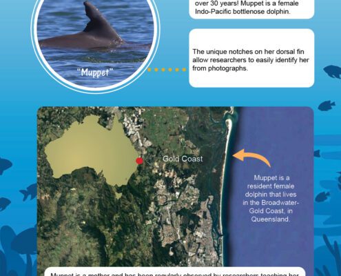 Healthy Waterways Healthy Dolphins School Activity - Dolphin Research Australia.Org