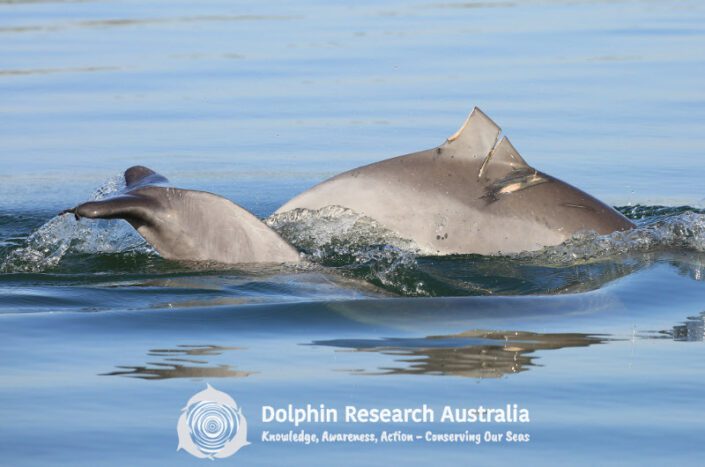 New Study Describes Dolphin Skin Lesions and Injuries - Dolphin ...