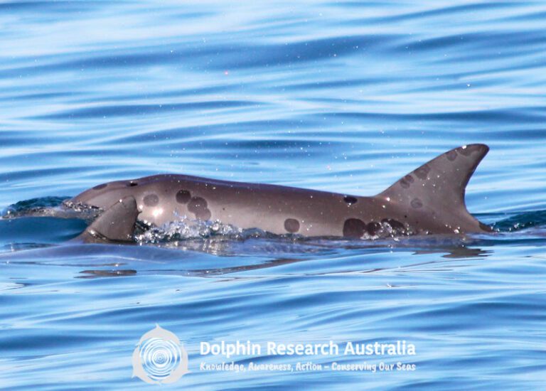 New Study Describes Dolphin Skin Lesions and Injuries - Dolphin ...