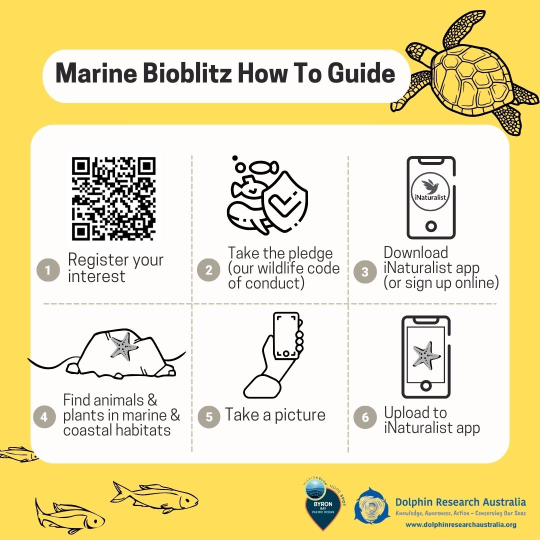 Marine Bioblitz - Byron Bay Region 2024 - Dolphin Research Australia.Org