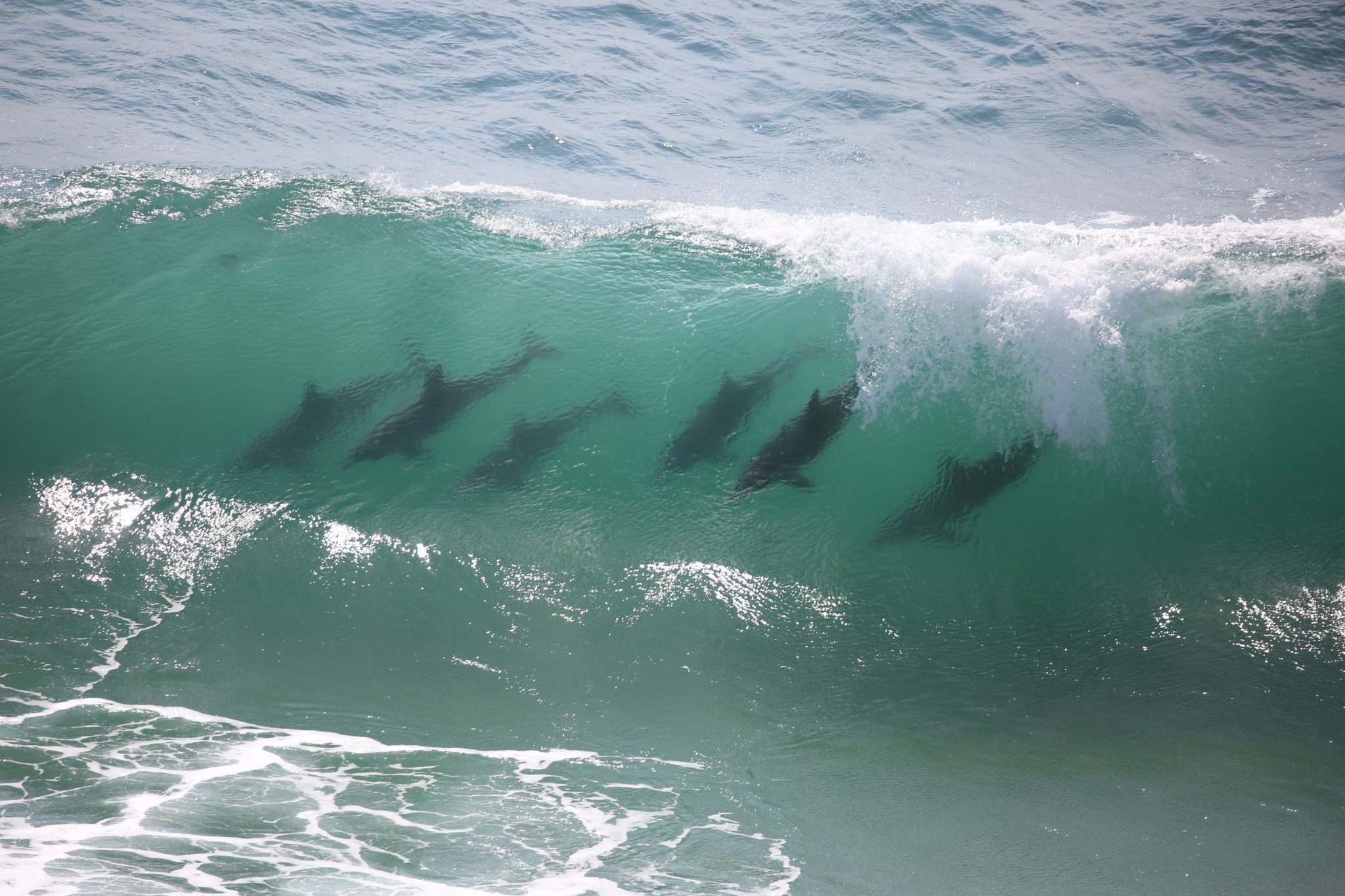 Home - Dolphin Research Australia.Org